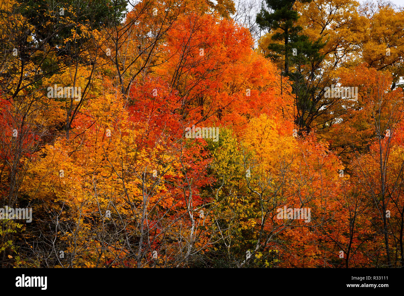 Brilliant Fall colors in the Don River Valley Stock Photo - Alamy