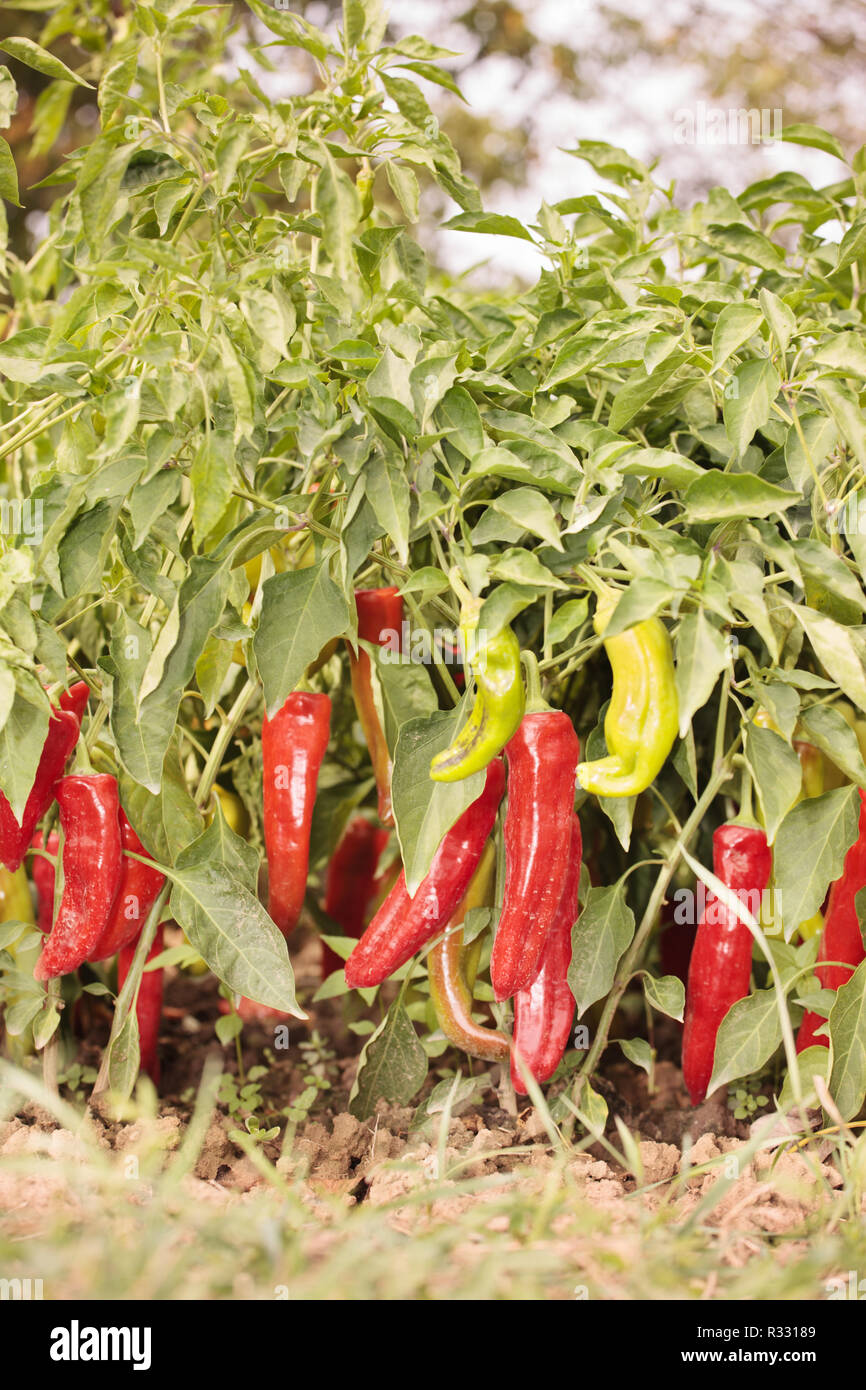 Red green chilli peppers fall hi-res stock photography and images - Alamy