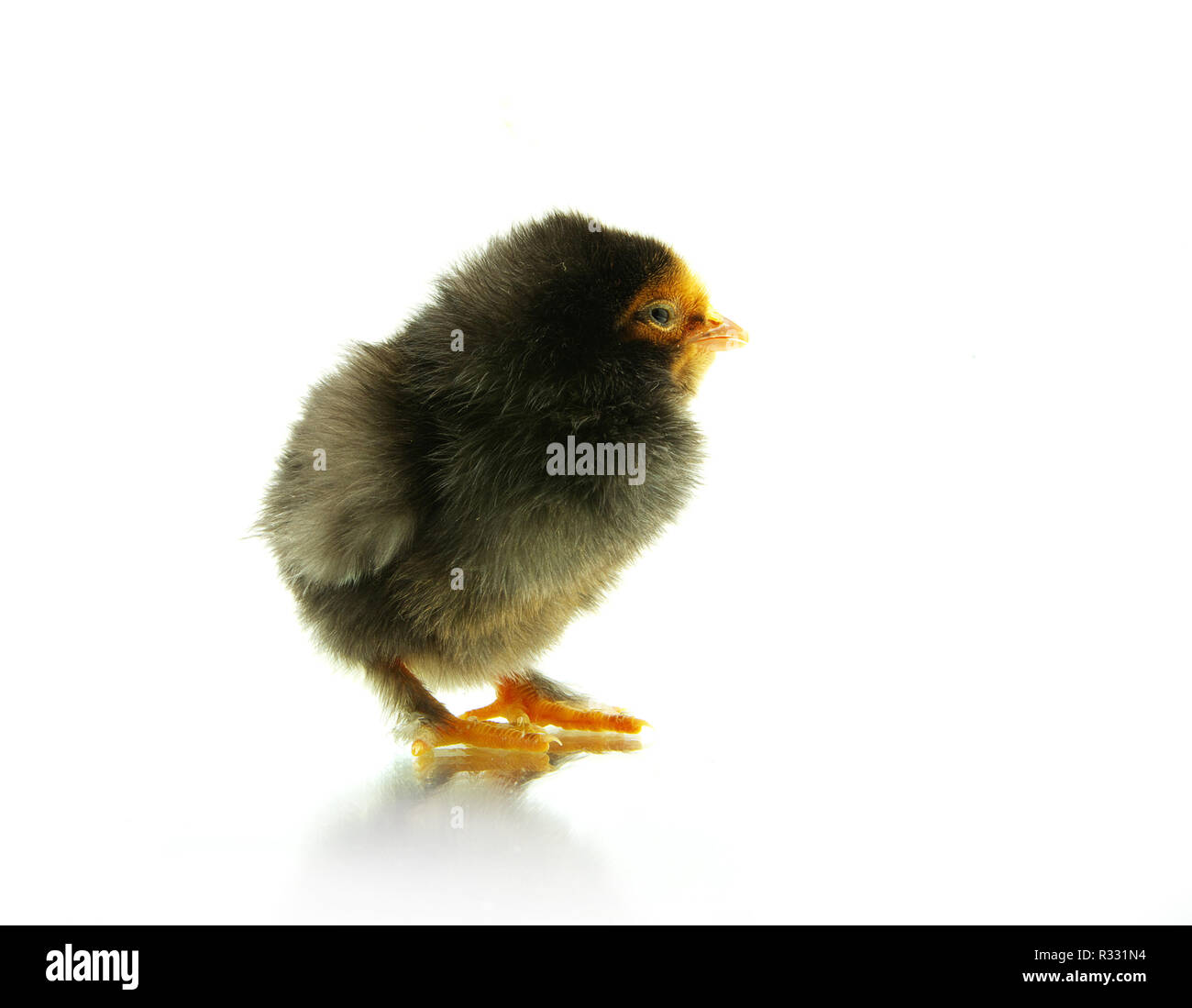 Pert chicken hi-res stock photography and images - Alamy