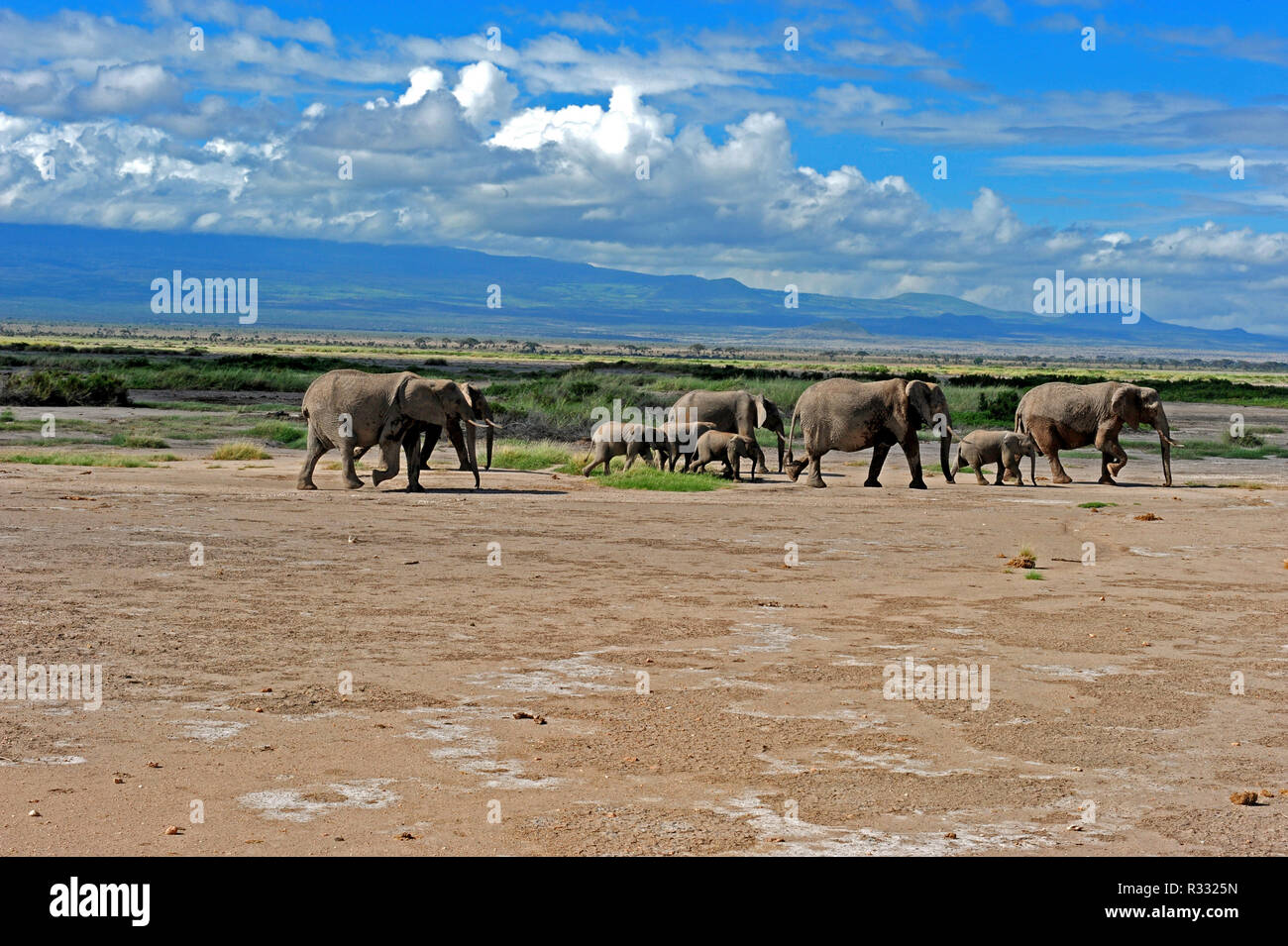 elephant in front of kilimanjaro Stock Photo - Alamy