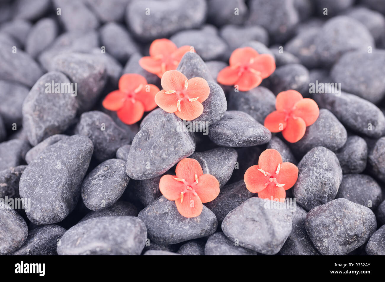 Cluster pebbles hi-res stock photography and images - Alamy