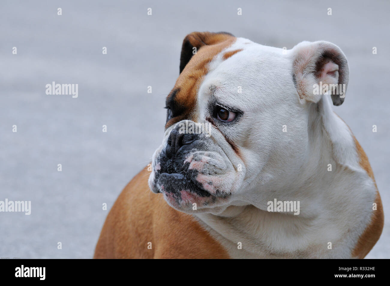 Bulldogg hi-res stock photography and images - Alamy