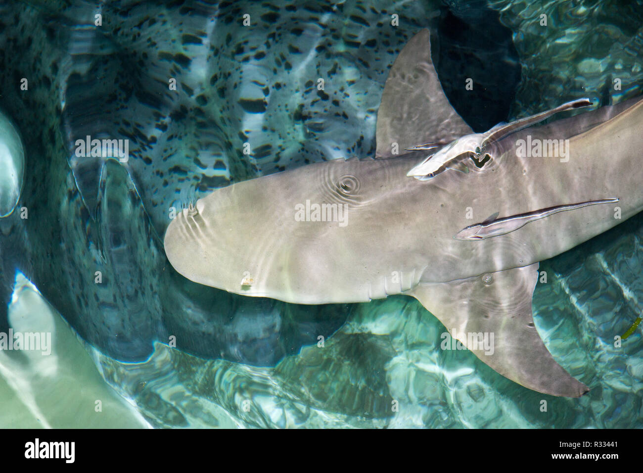 Aquarium feeding sharks hi-res stock photography and images - Alamy