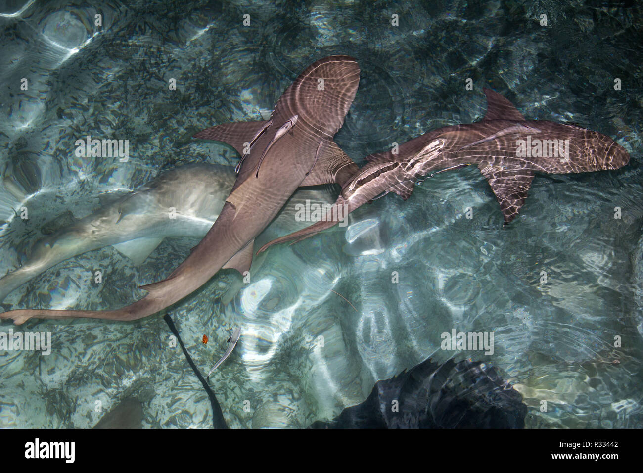 Aquarium feeding sharks hi-res stock photography and images - Alamy