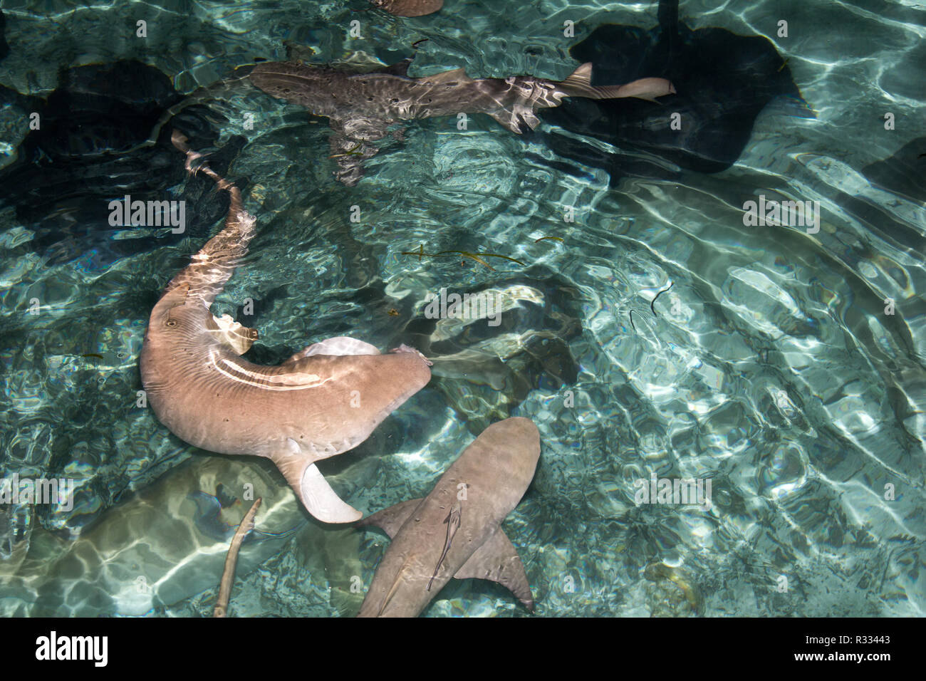 Aquarium feeding sharks hi-res stock photography and images - Alamy