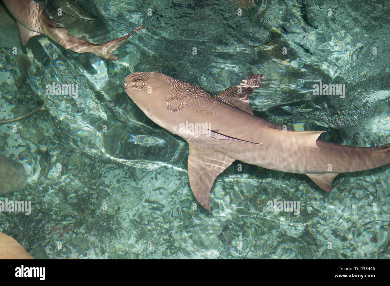 Aquarium feeding sharks hi-res stock photography and images - Alamy