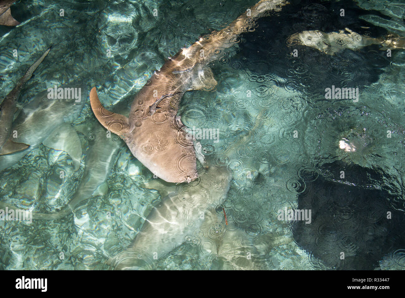 Aquarium feeding sharks hi-res stock photography and images - Alamy