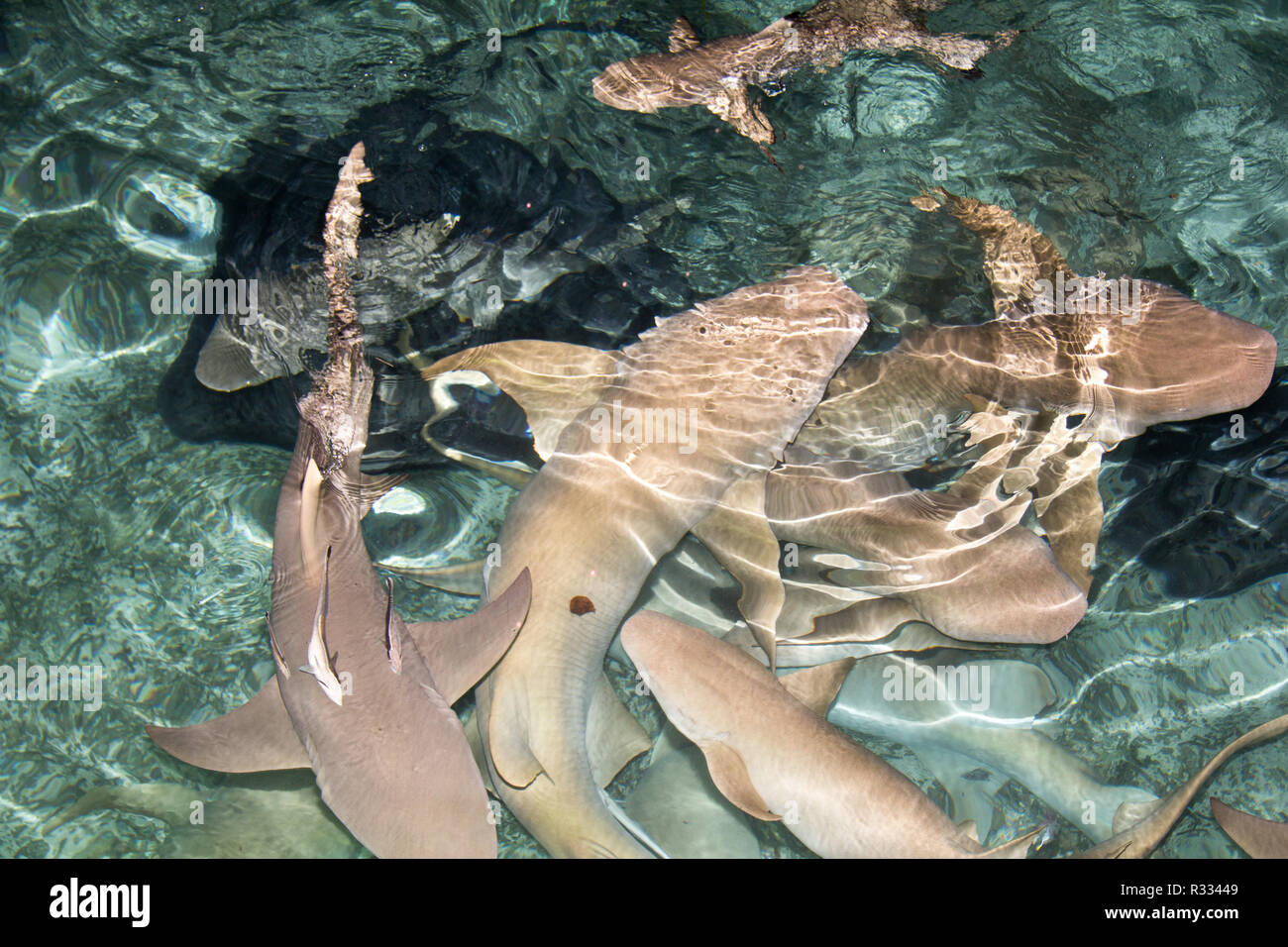 Aquarium feeding sharks hi-res stock photography and images - Alamy