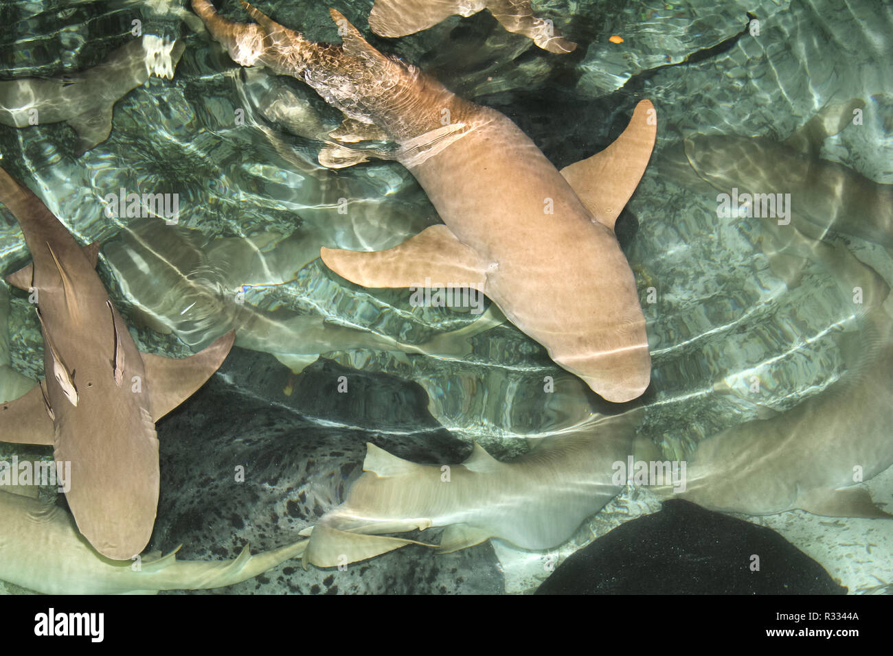 Aquarium feeding sharks hi-res stock photography and images - Alamy