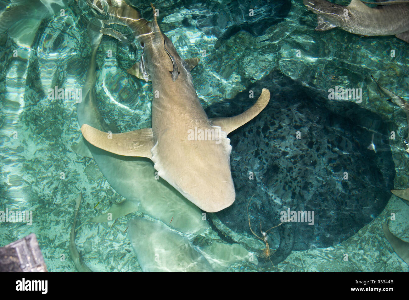 Aquarium feeding sharks hi-res stock photography and images - Alamy