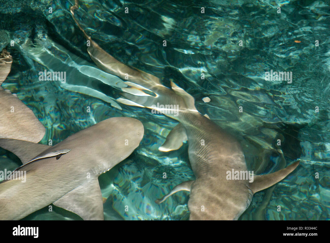 Aquarium feeding sharks hi-res stock photography and images - Alamy