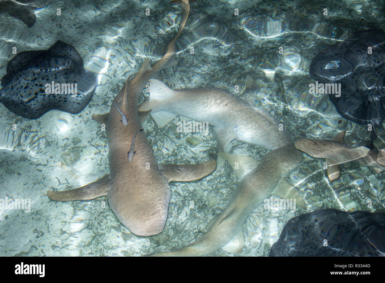 Aquarium feeding sharks hi-res stock photography and images - Alamy