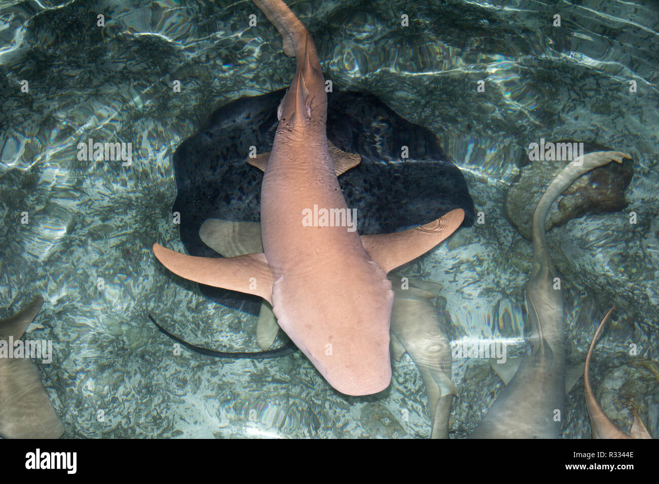 Aquarium feeding sharks hi-res stock photography and images - Alamy
