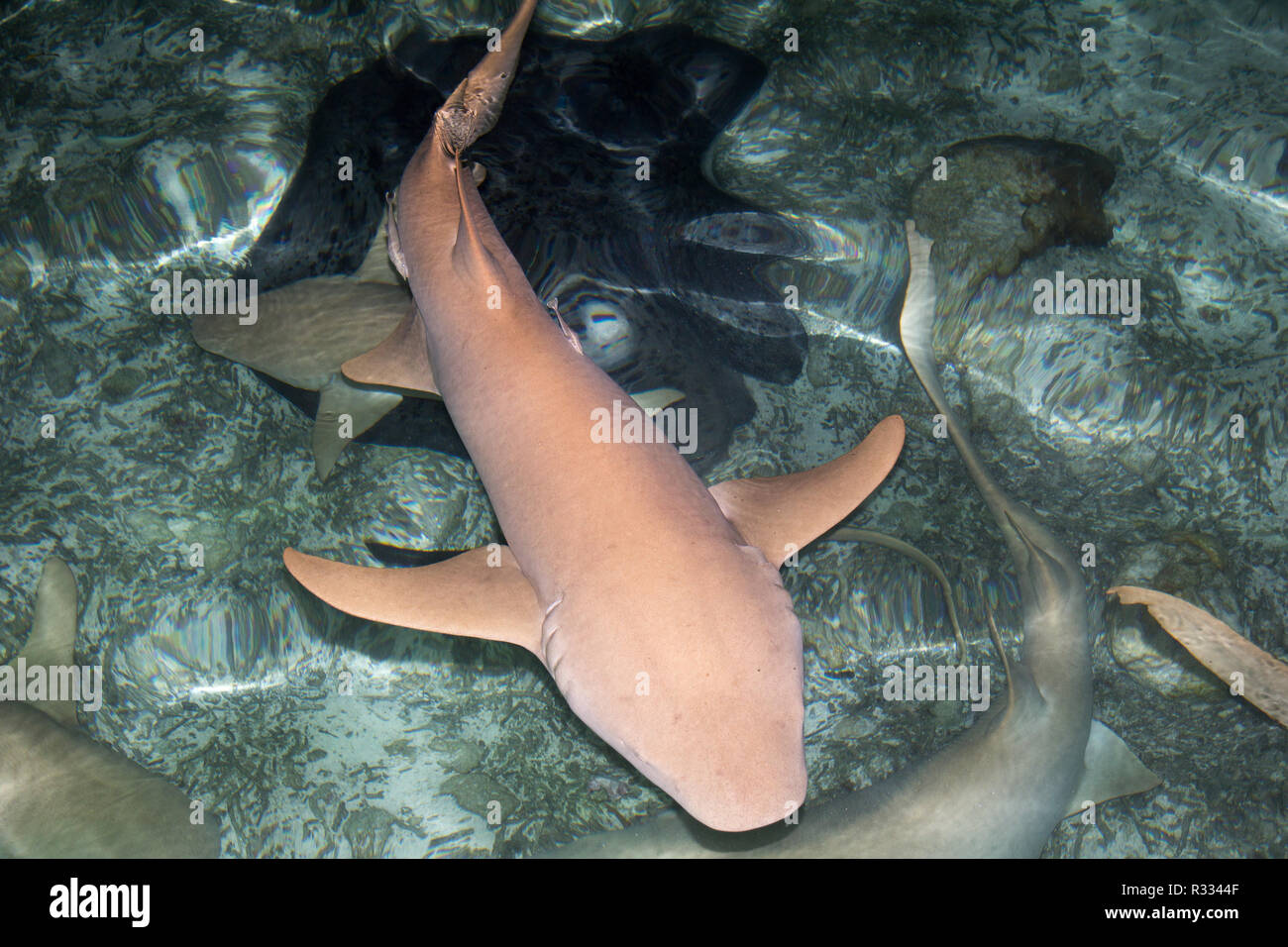 Aquarium feeding sharks hi-res stock photography and images - Alamy