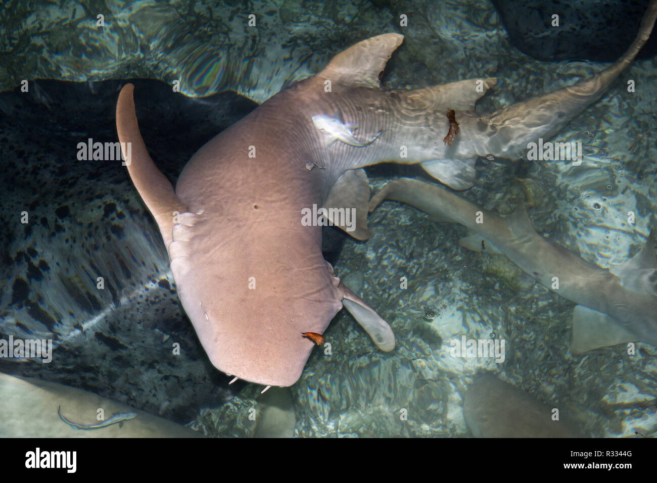 Aquarium feeding sharks hi-res stock photography and images - Alamy