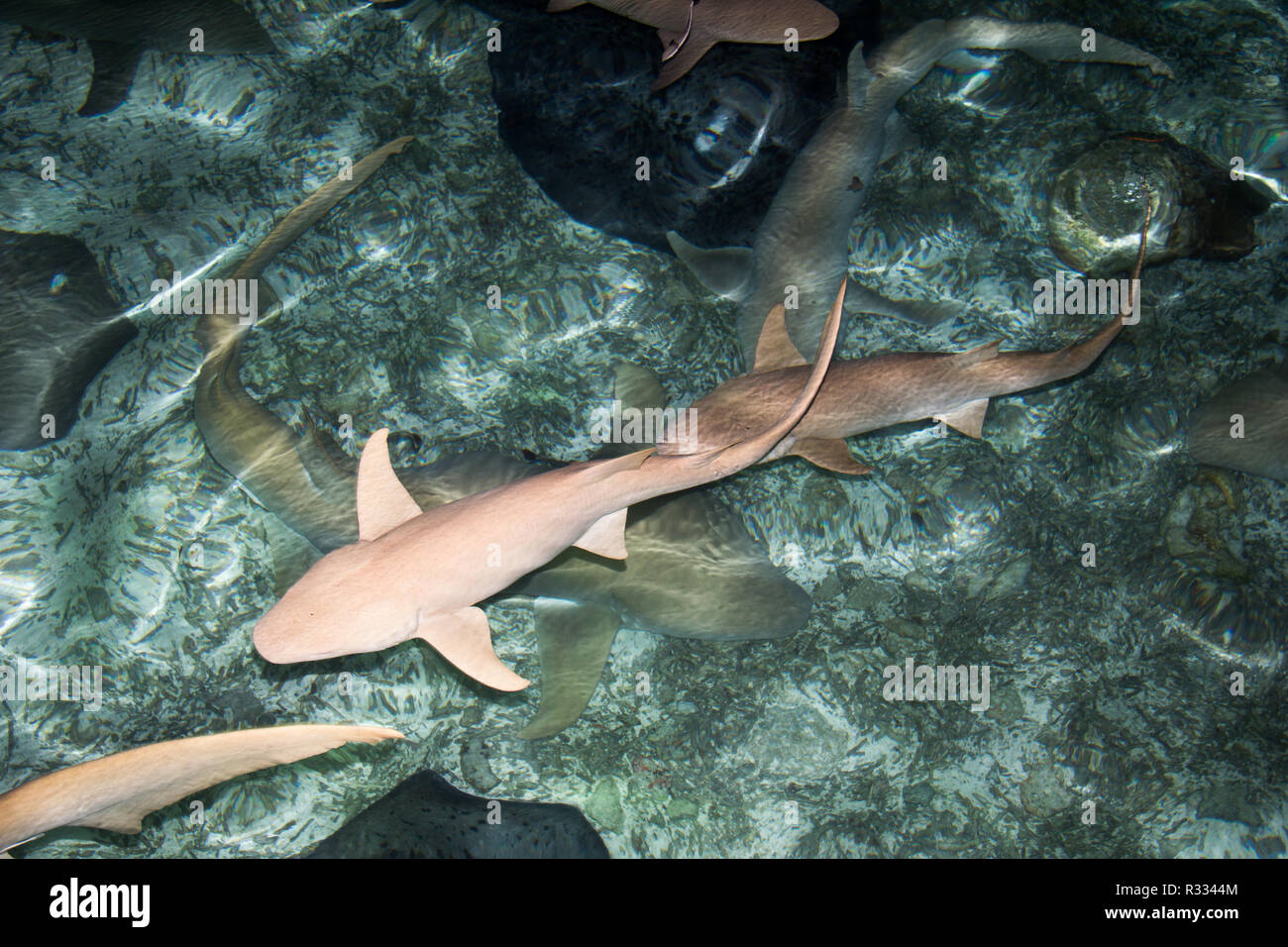 Aquarium feeding sharks hi-res stock photography and images - Alamy