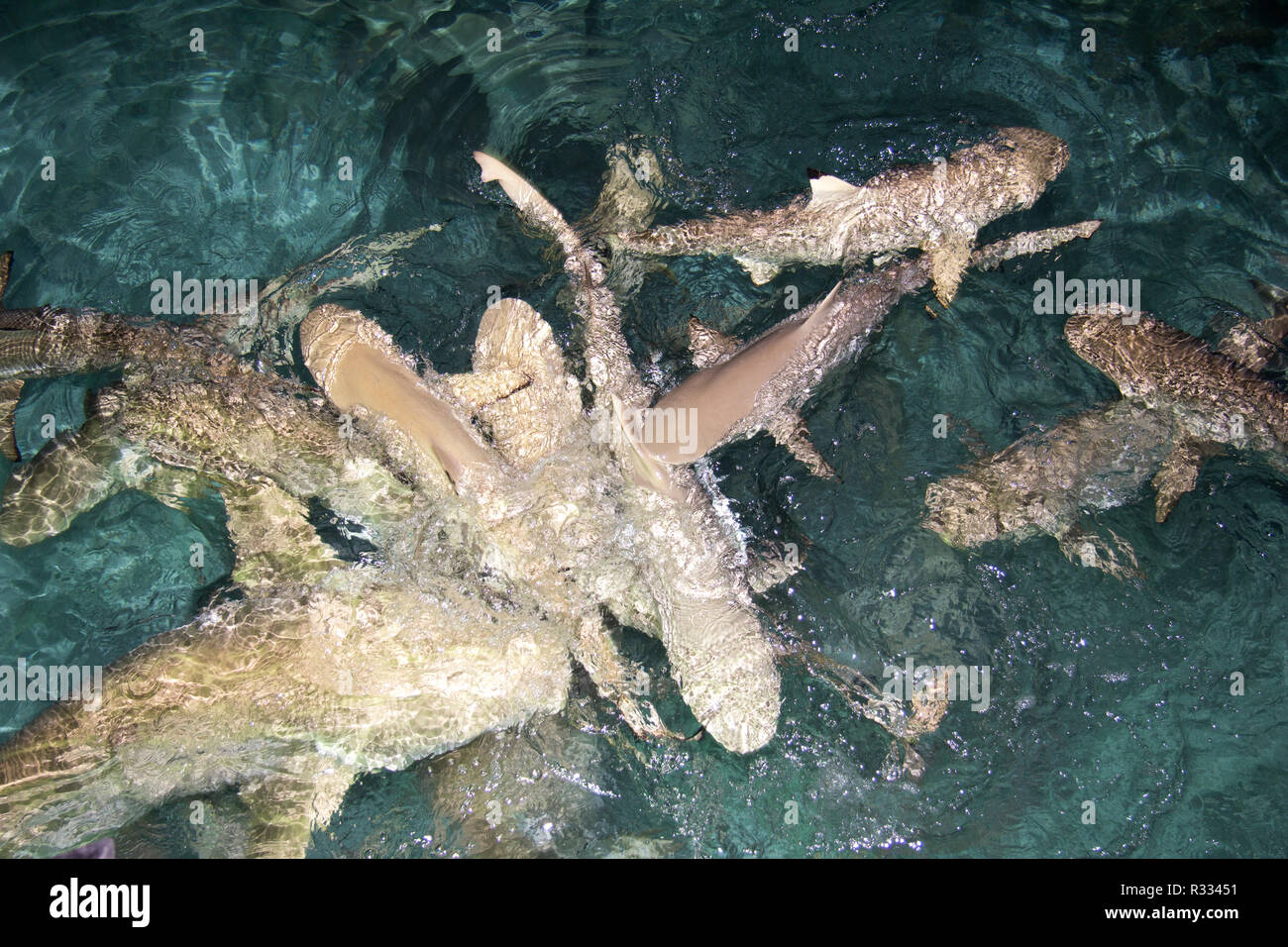 Aquarium feeding sharks hi-res stock photography and images - Alamy