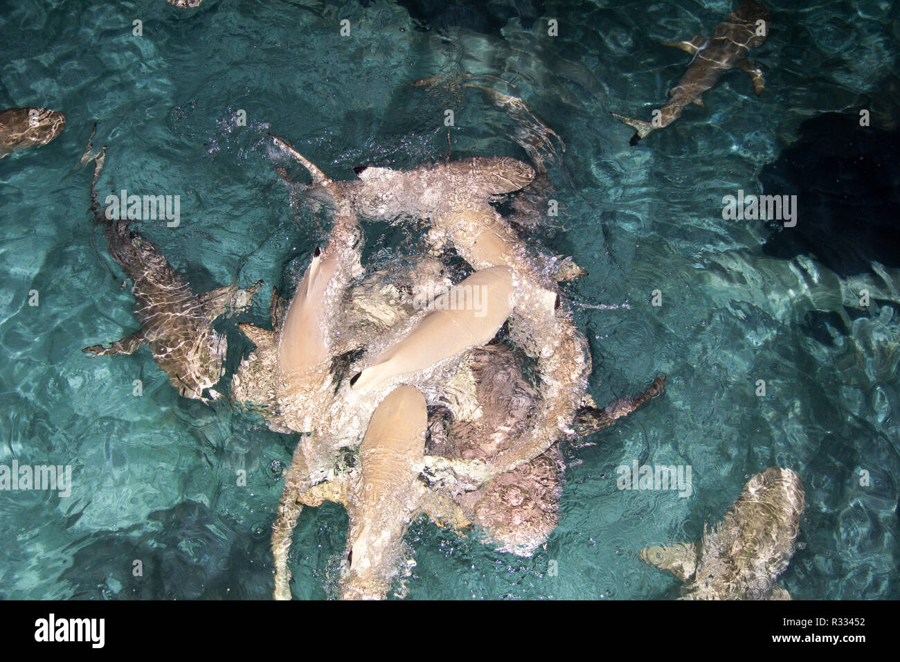 Aquarium feeding sharks hi-res stock photography and images - Alamy