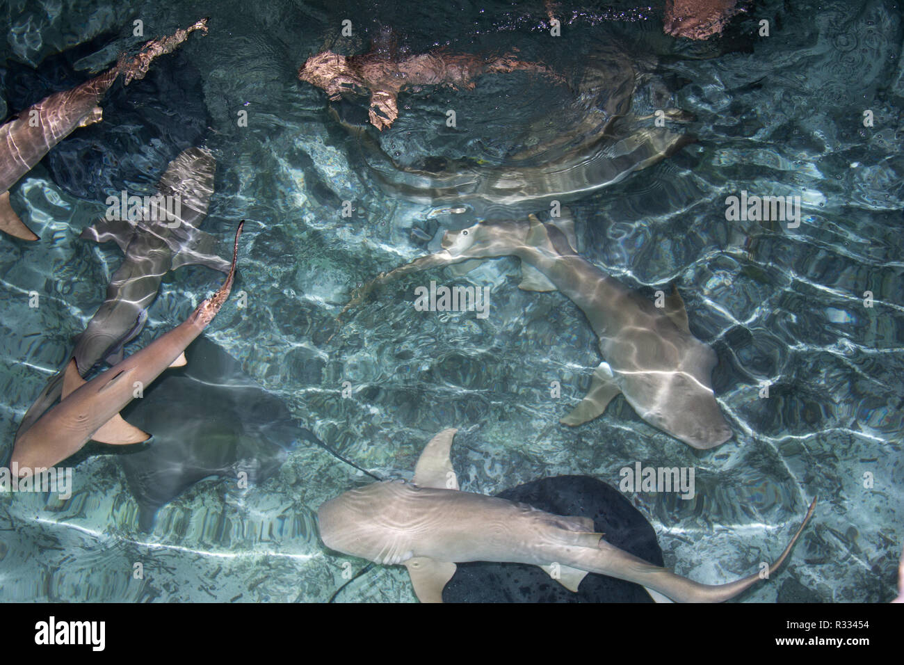 Aquarium feeding sharks hi-res stock photography and images - Alamy