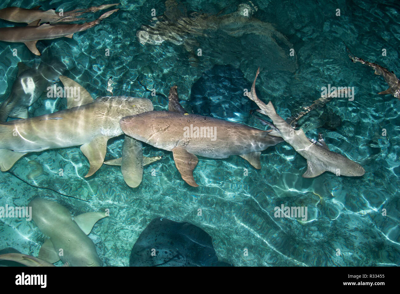 Aquarium feeding sharks hi-res stock photography and images - Alamy