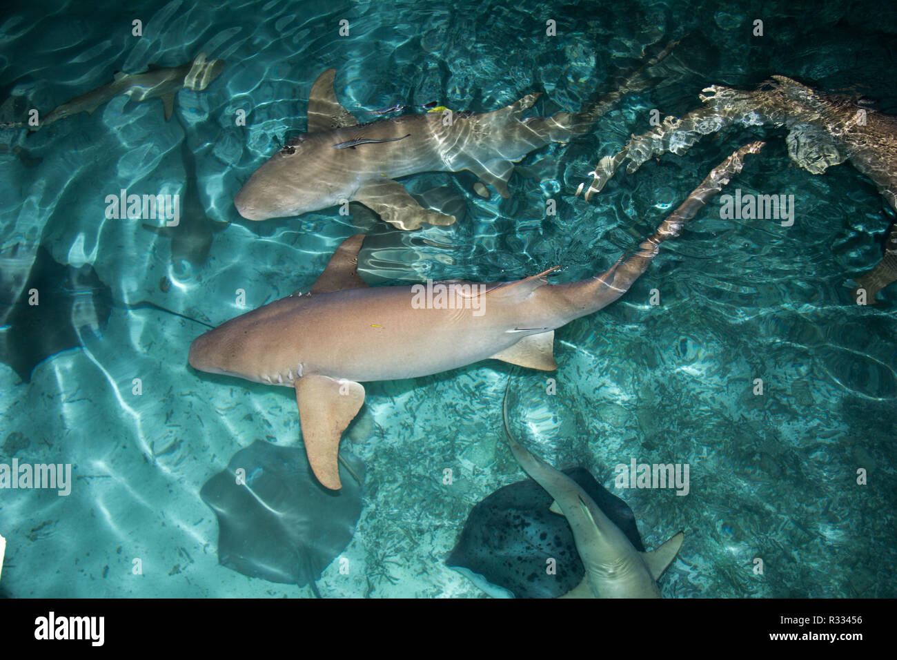 Aquarium feeding sharks hi-res stock photography and images - Alamy