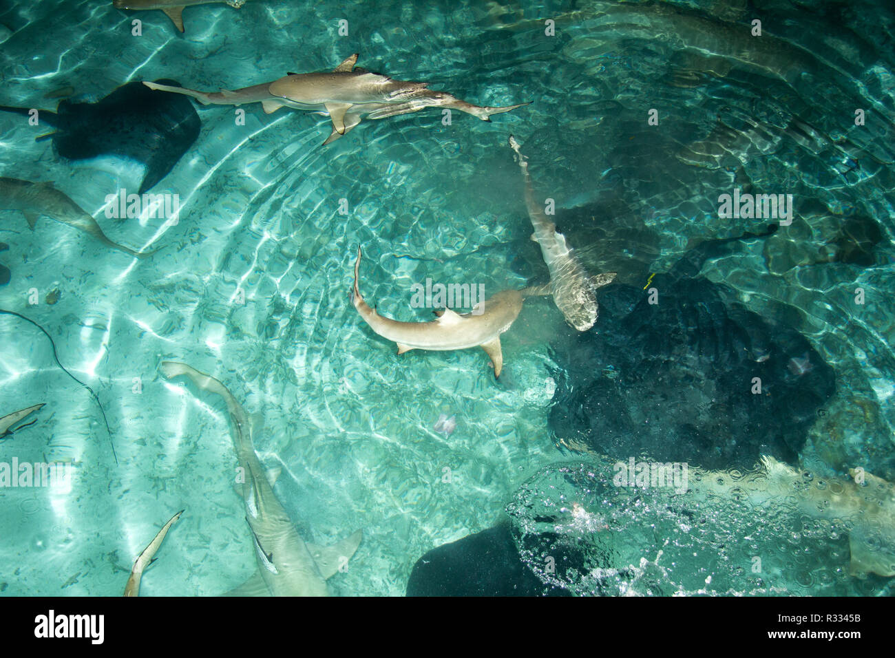 Aquarium feeding sharks hi-res stock photography and images - Alamy
