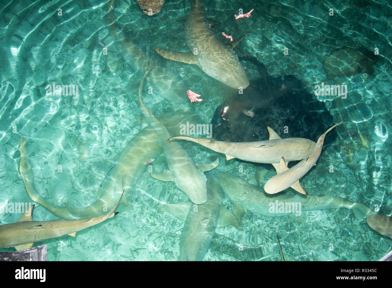 Aquarium feeding sharks hi-res stock photography and images - Alamy