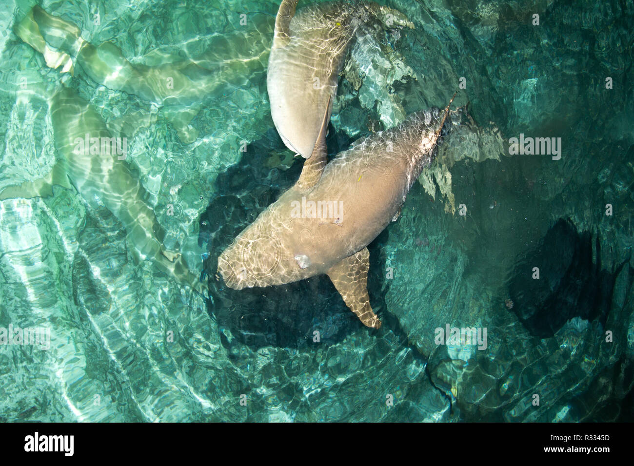 Aquarium feeding sharks hi-res stock photography and images - Alamy