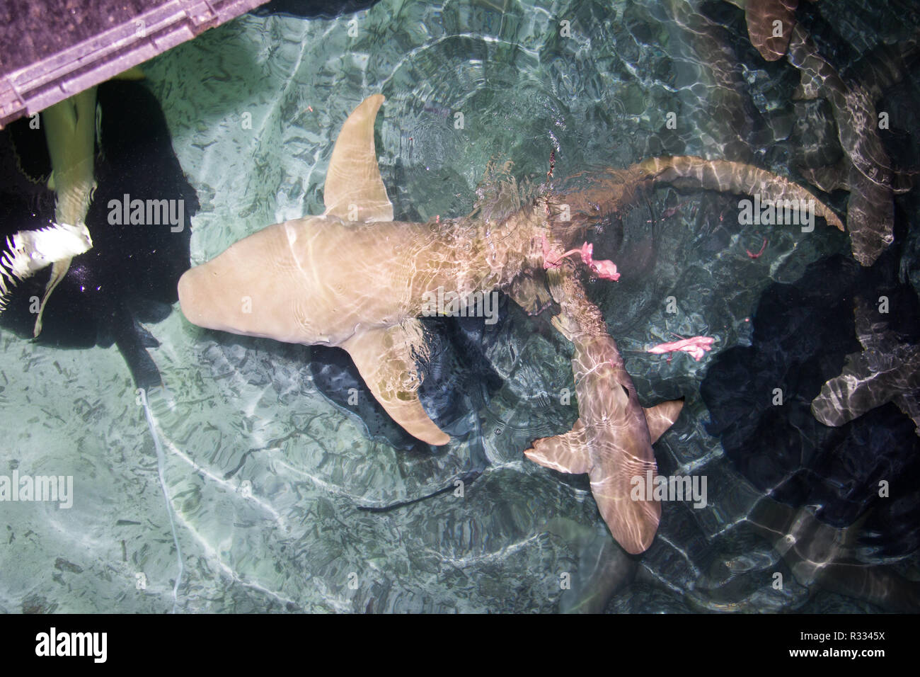 Aquarium feeding sharks hi-res stock photography and images - Alamy