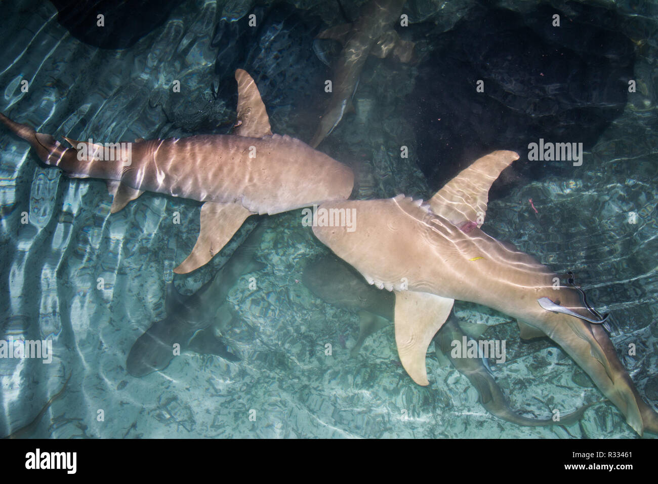 Aquarium feeding sharks hi-res stock photography and images - Alamy