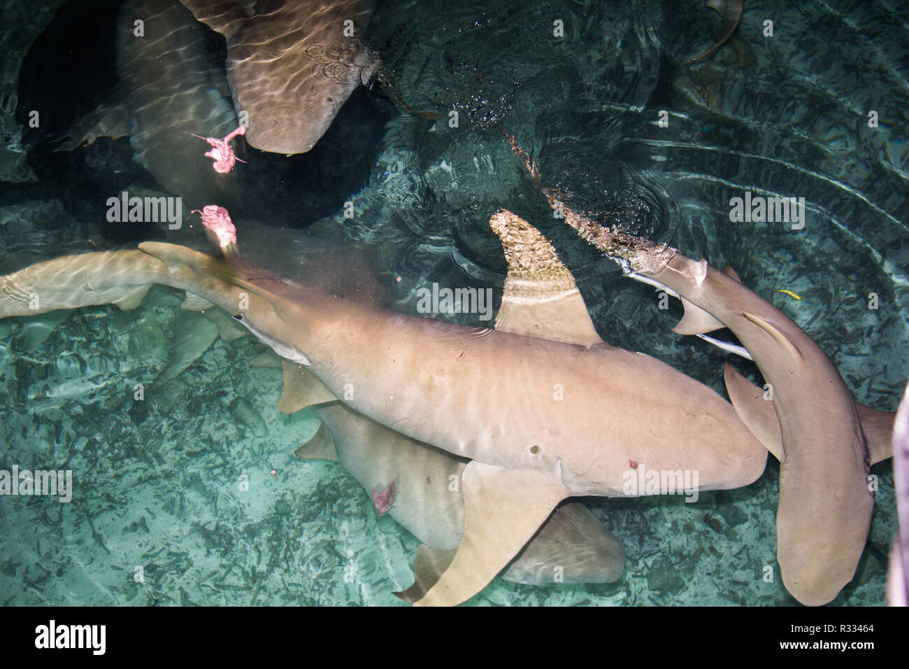 Aquarium feeding sharks hi-res stock photography and images - Alamy