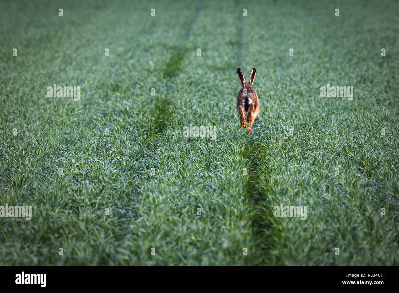 Hase field hi-res stock photography and images - Alamy
