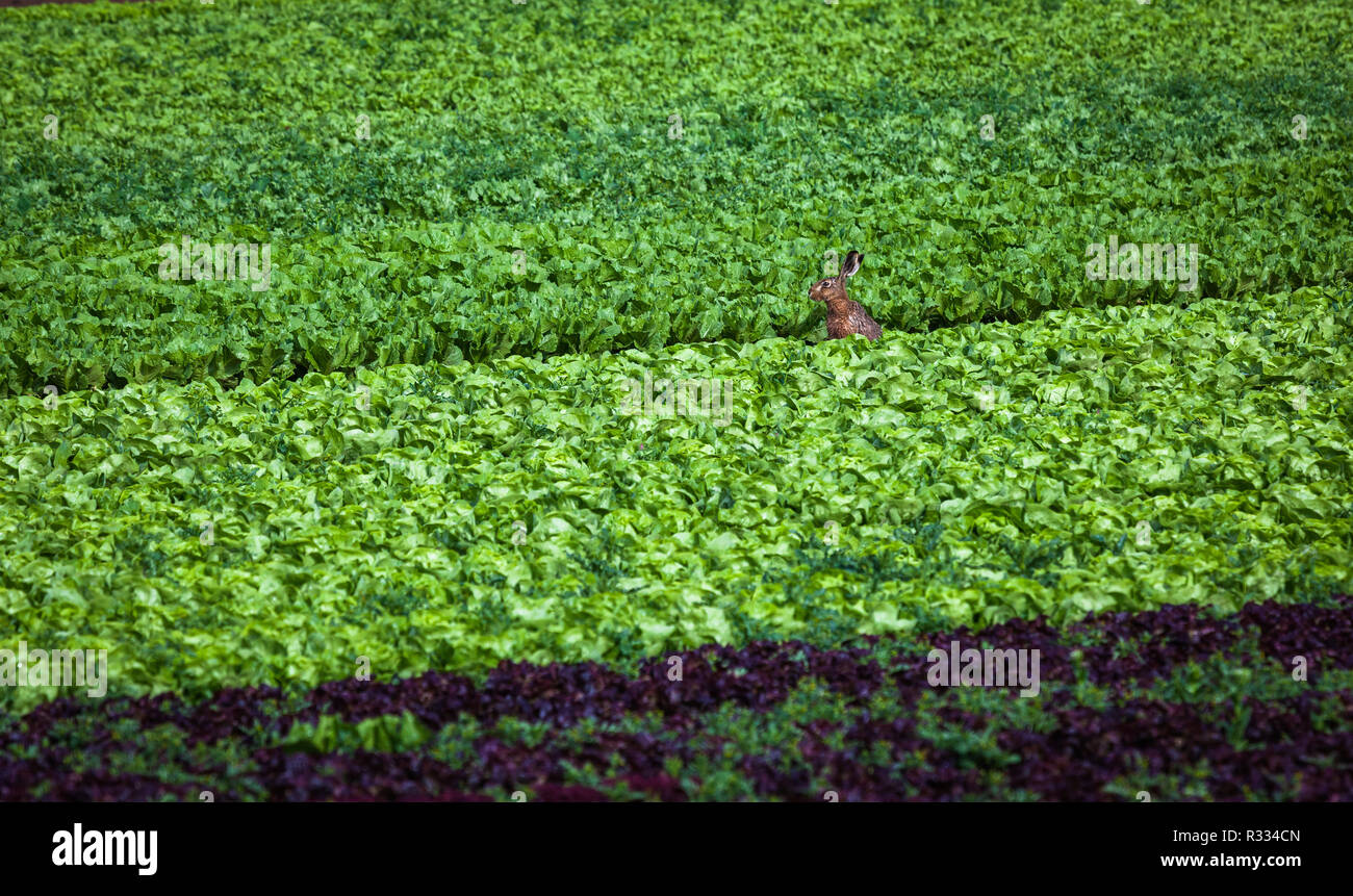 Hare lettuce hi-res stock photography and images - Alamy