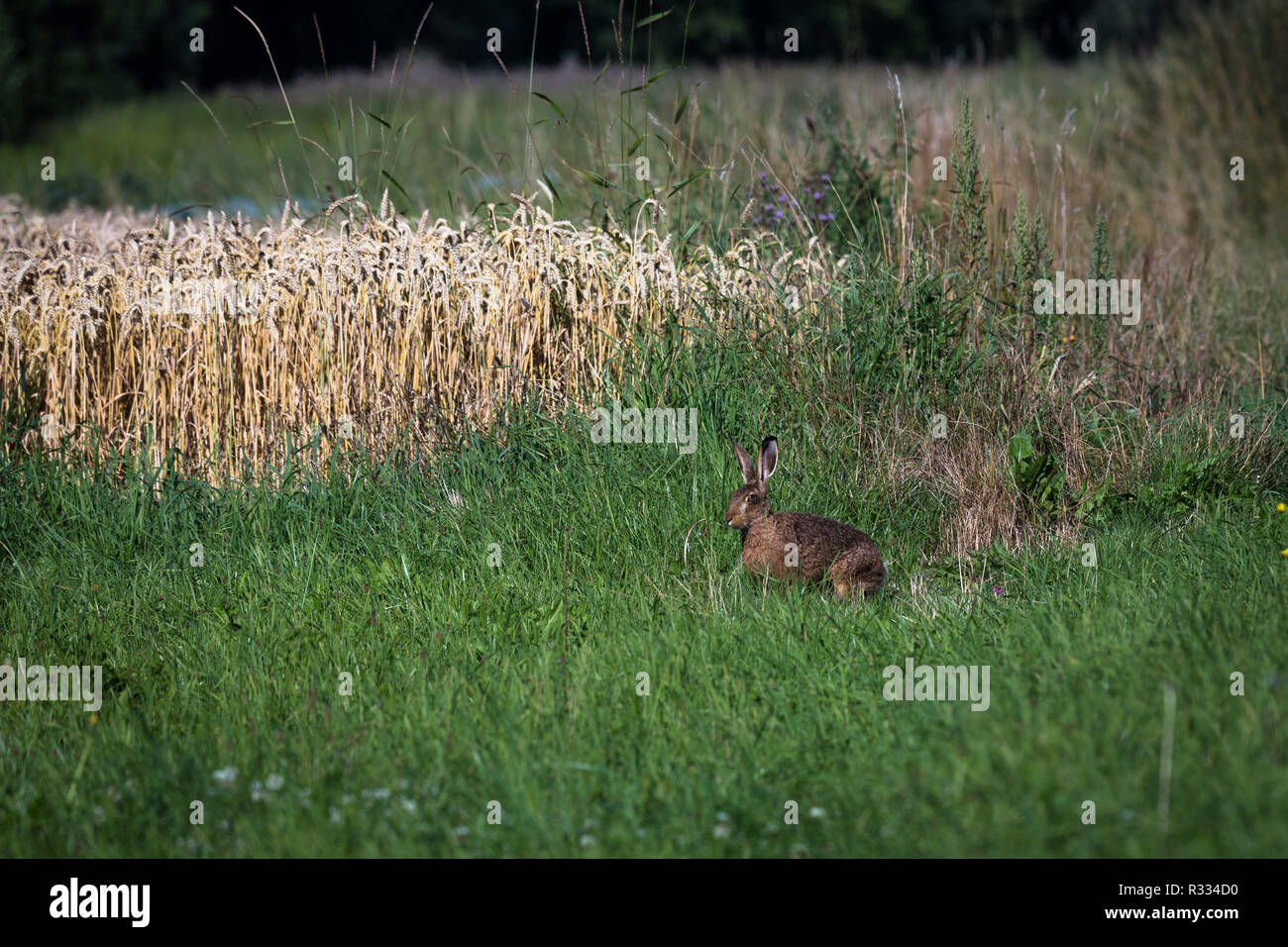 Hare fauna hi-res stock photography and images - Alamy