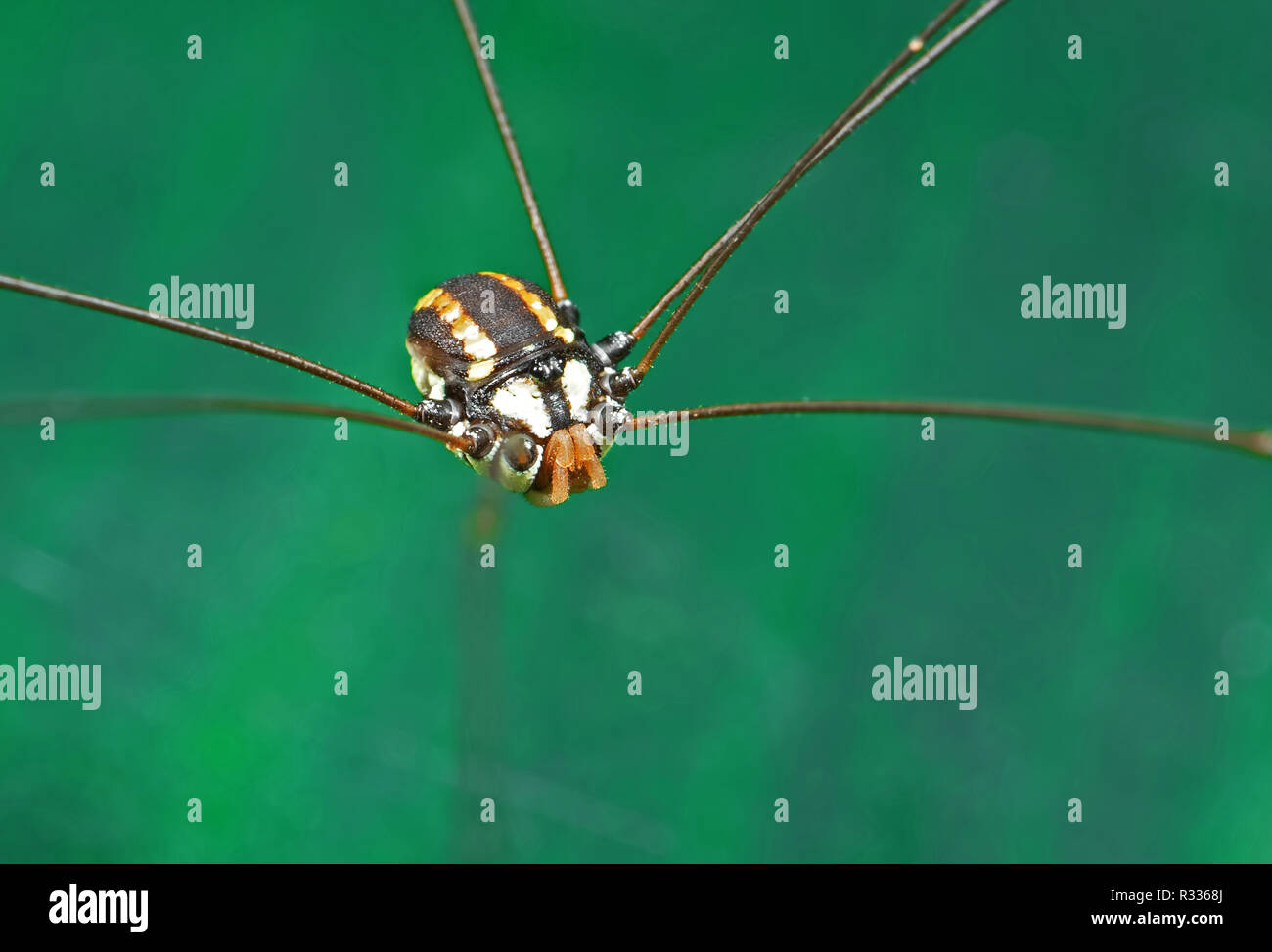 Macro Photography of Harvestmen or Daddy Longlegs Isolated on Colorful ...