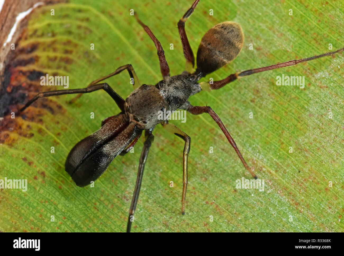 Macro Photography of Ant Mimic Jumping Spider on Back of Banana Leaf ...