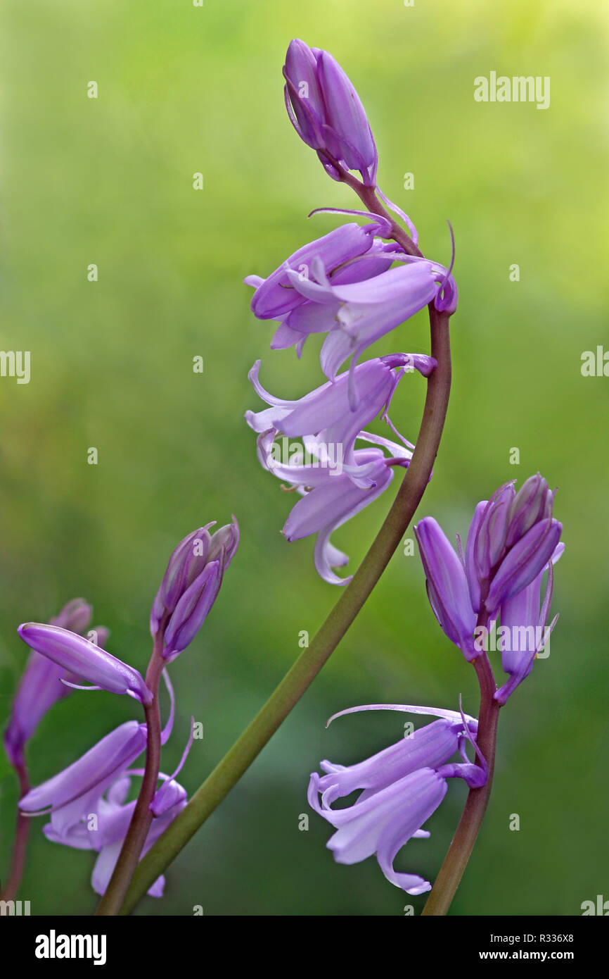 Hyacinthus non scripta hi-res stock photography and images - Alamy