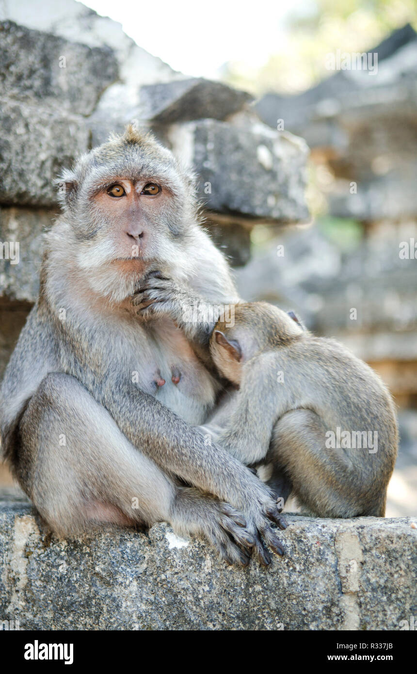 Native monkey species hi-res stock photography and images - Alamy