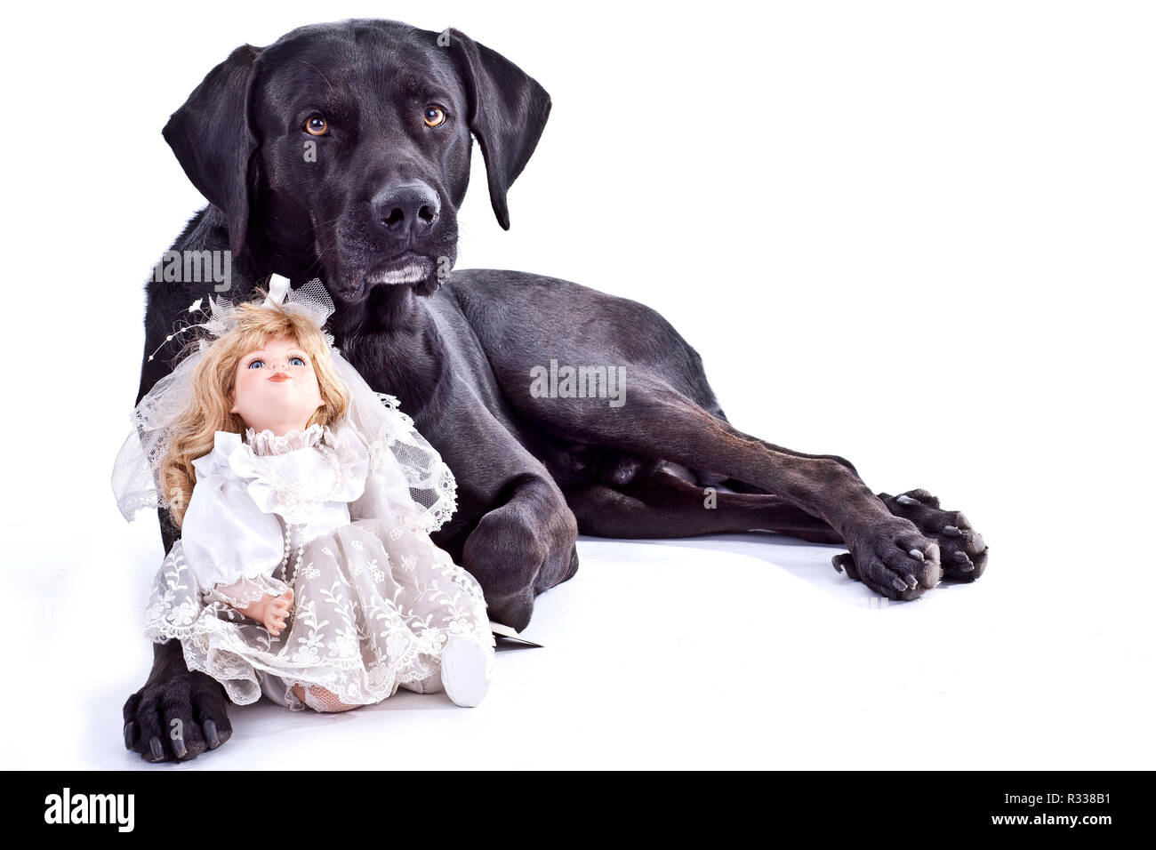 black dog with doll Stock Photo - Alamy
