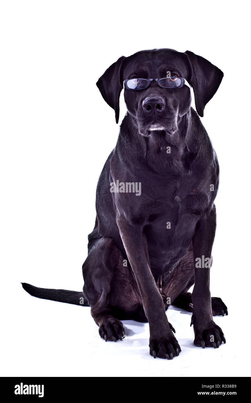 dog with glasses Stock Photo - Alamy