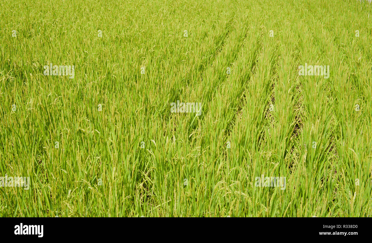 Ear Of Rice And Panicle Rice Meaning Of Inflorescence Stock, 44% OFF
