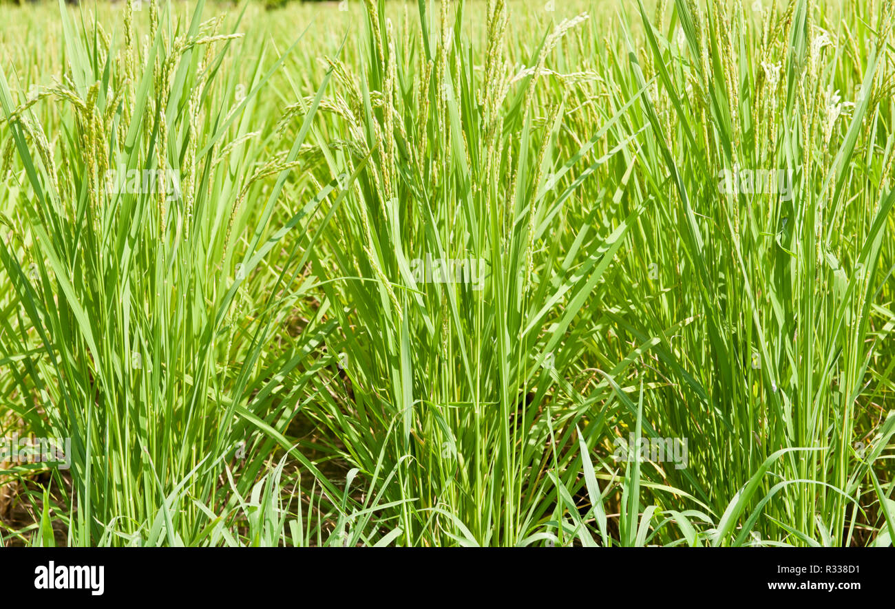 Panicle rice plant hi-res stock photography and images - Alamy