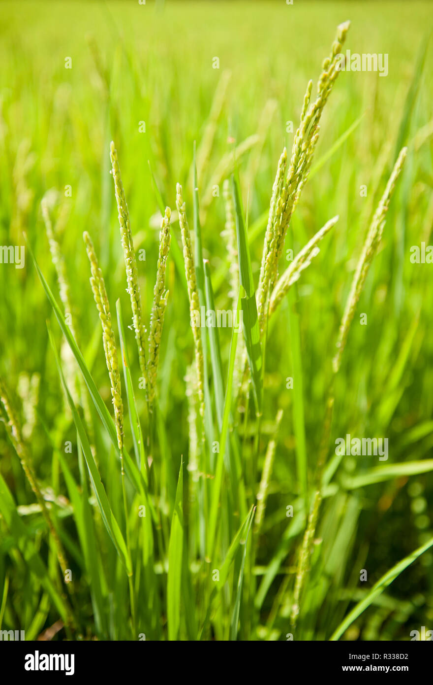Panicle rice plant hi-res stock photography and images - Alamy