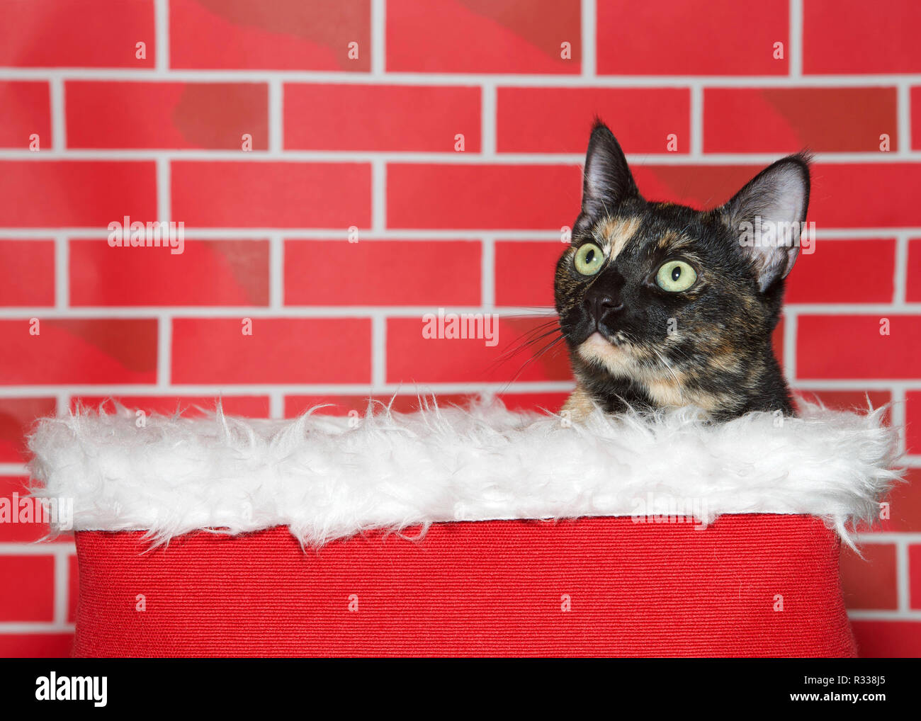 Portrait of an adorable tortie torbie tabby kitten sitting in a white ...
