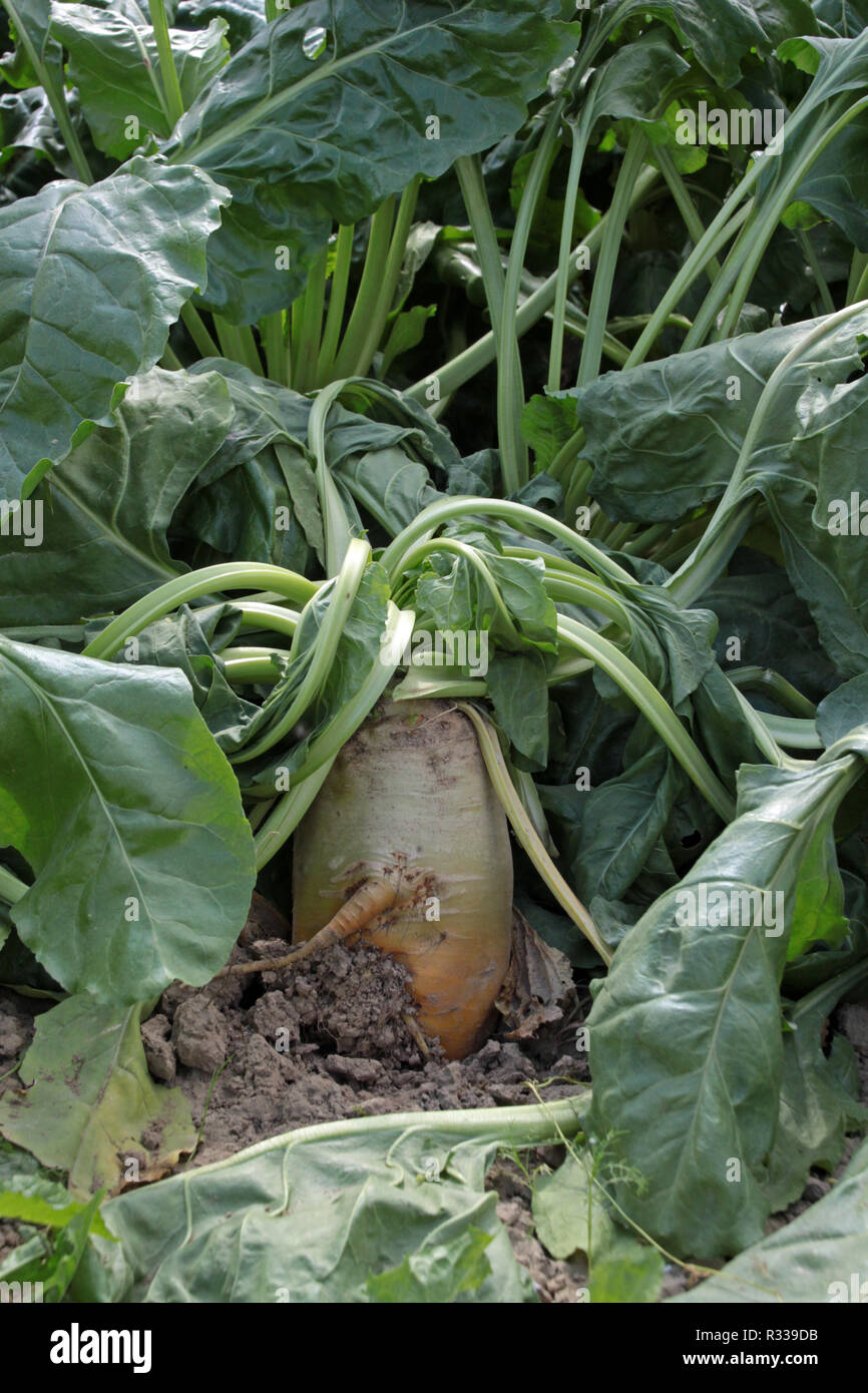 Mangel beta hi-res stock photography and images - Alamy