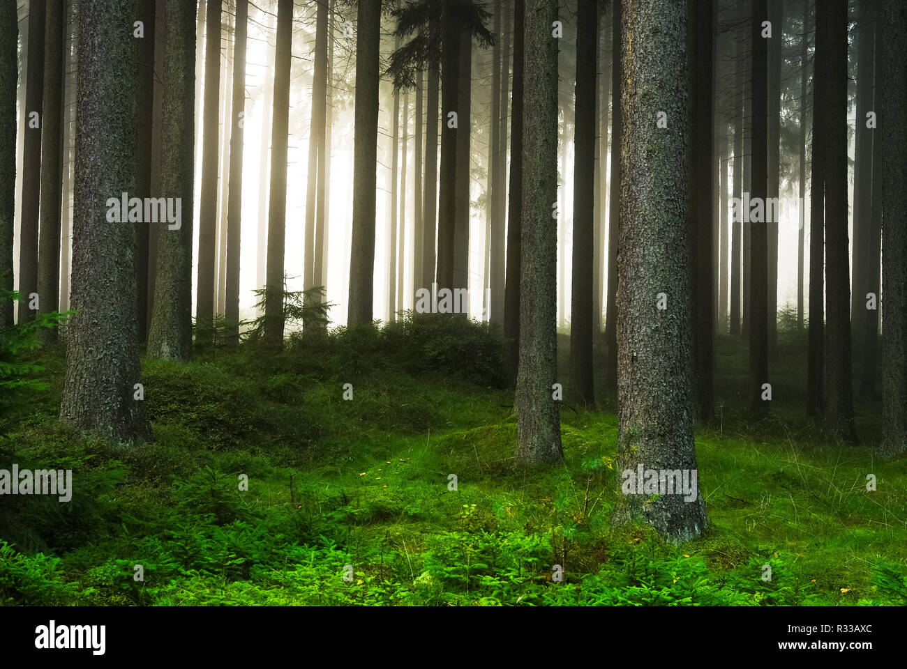 Forstwald hi-res stock photography and images - Alamy