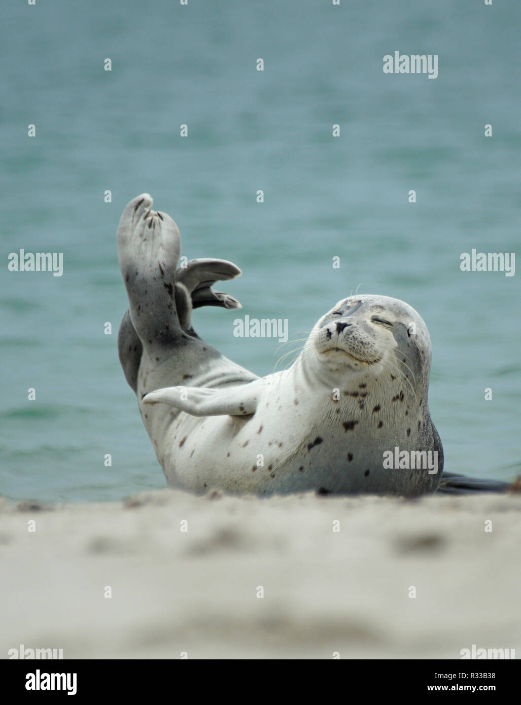 Robbe north sea hi-res stock photography and images - Alamy