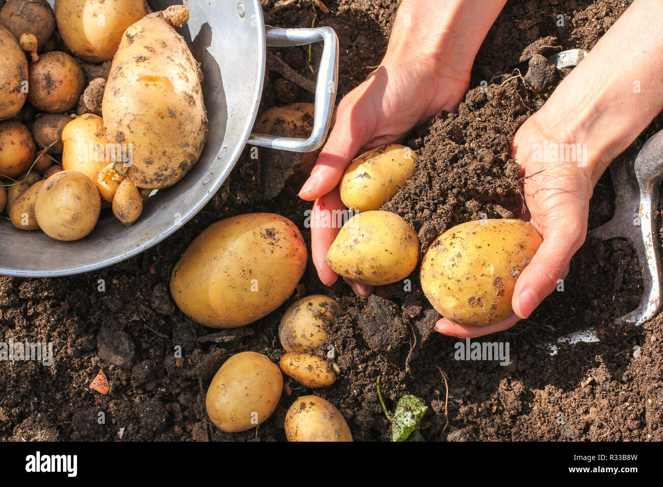 Grade potato hi-res stock photography and images - Alamy
