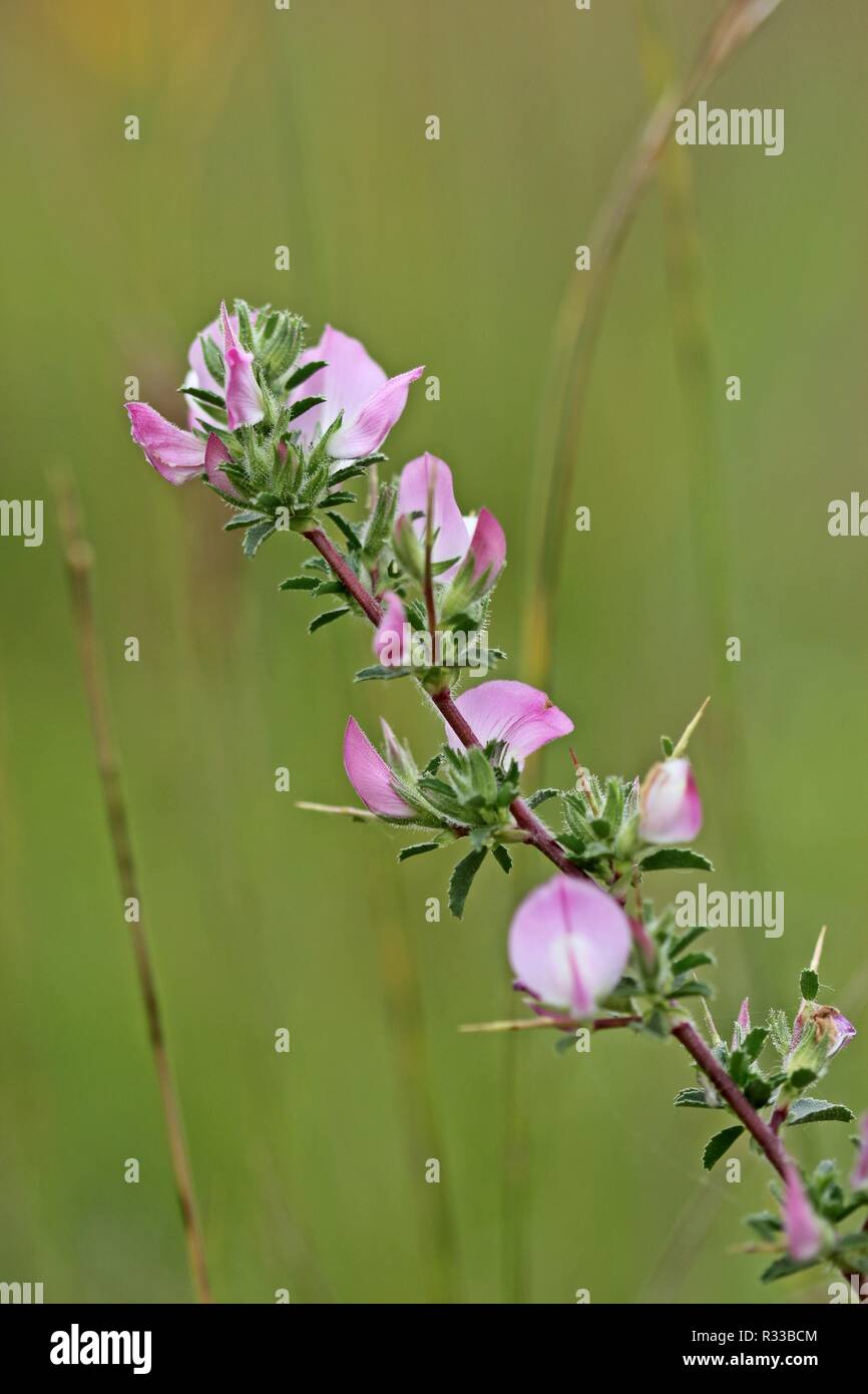 spiny rest harrow (ononis spinosa Stock Photo - Alamy
