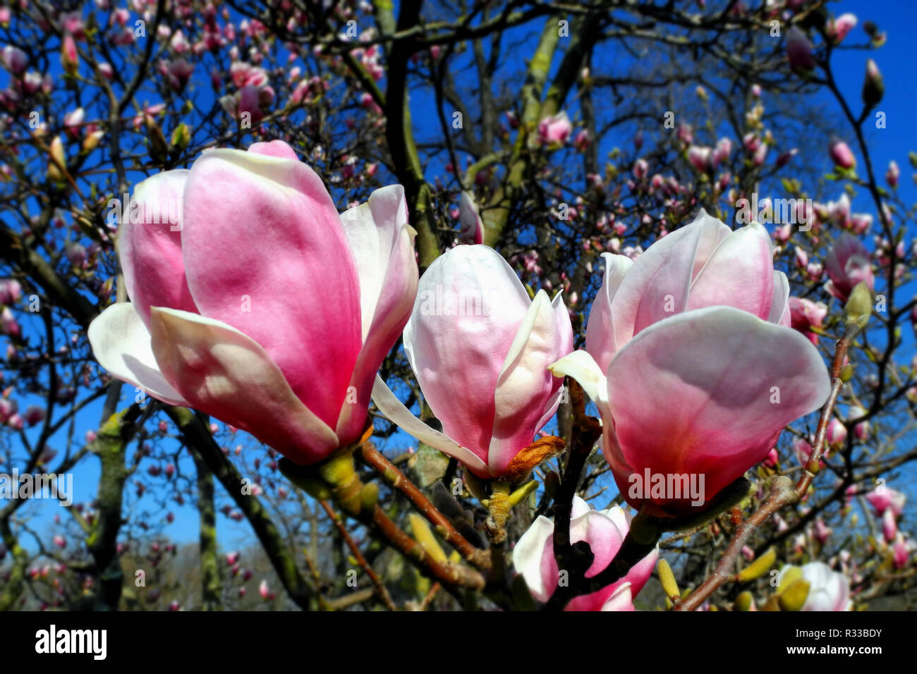 tulip tree in spring Stock Photo - Alamy